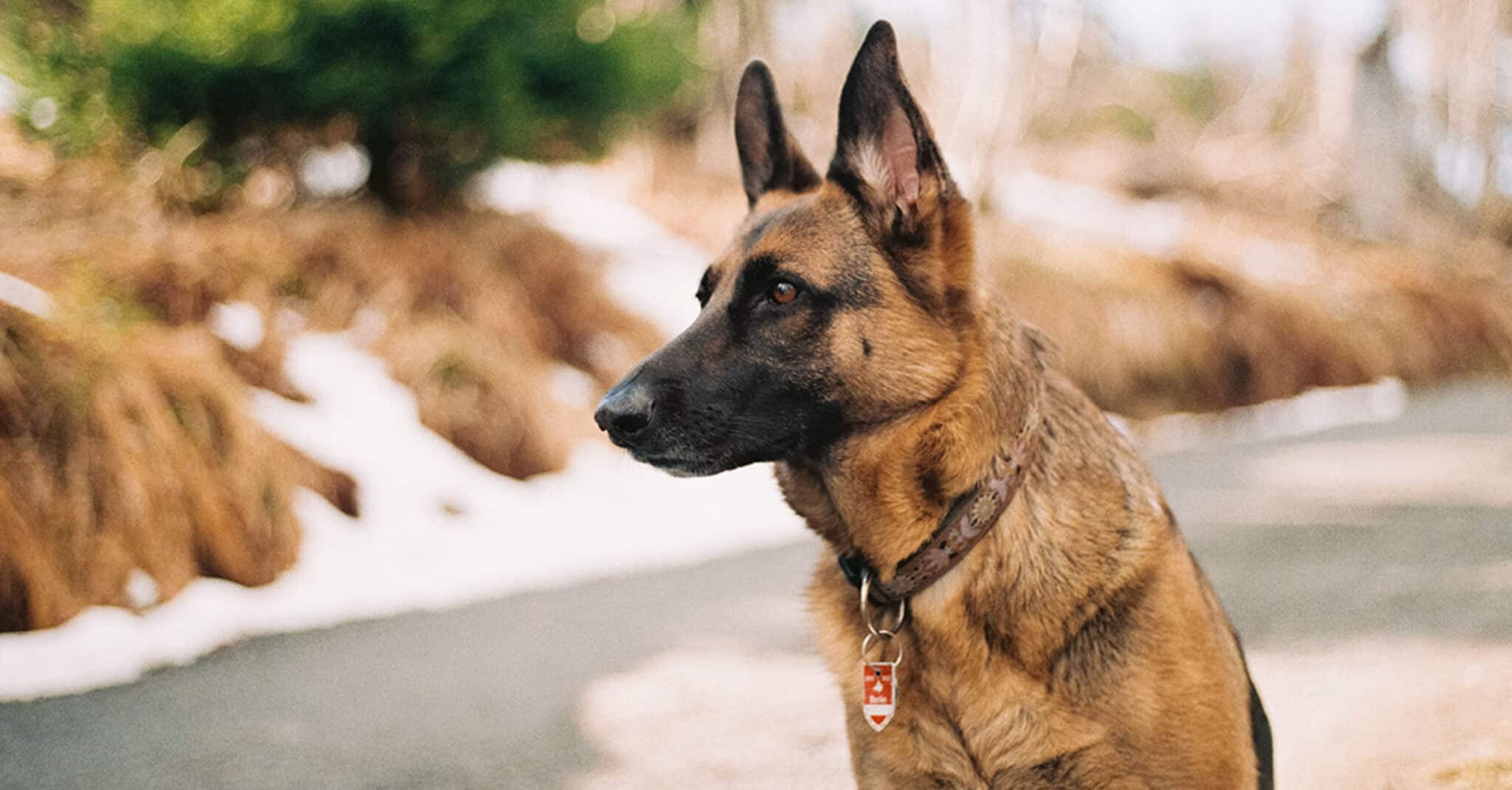 Tactical K9 Service Dog Training from Devine K9s Founder